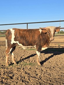 WL JAMMIN JANE X REBEL HR